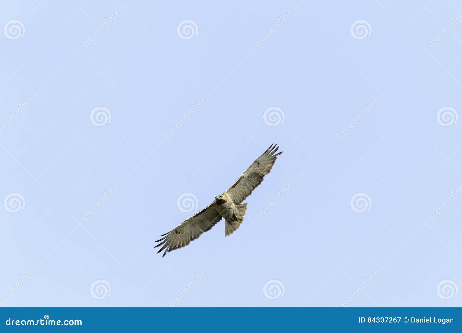 Red-tailed Hawk Gliding Overhead Stock Image - Image of text, copy ...