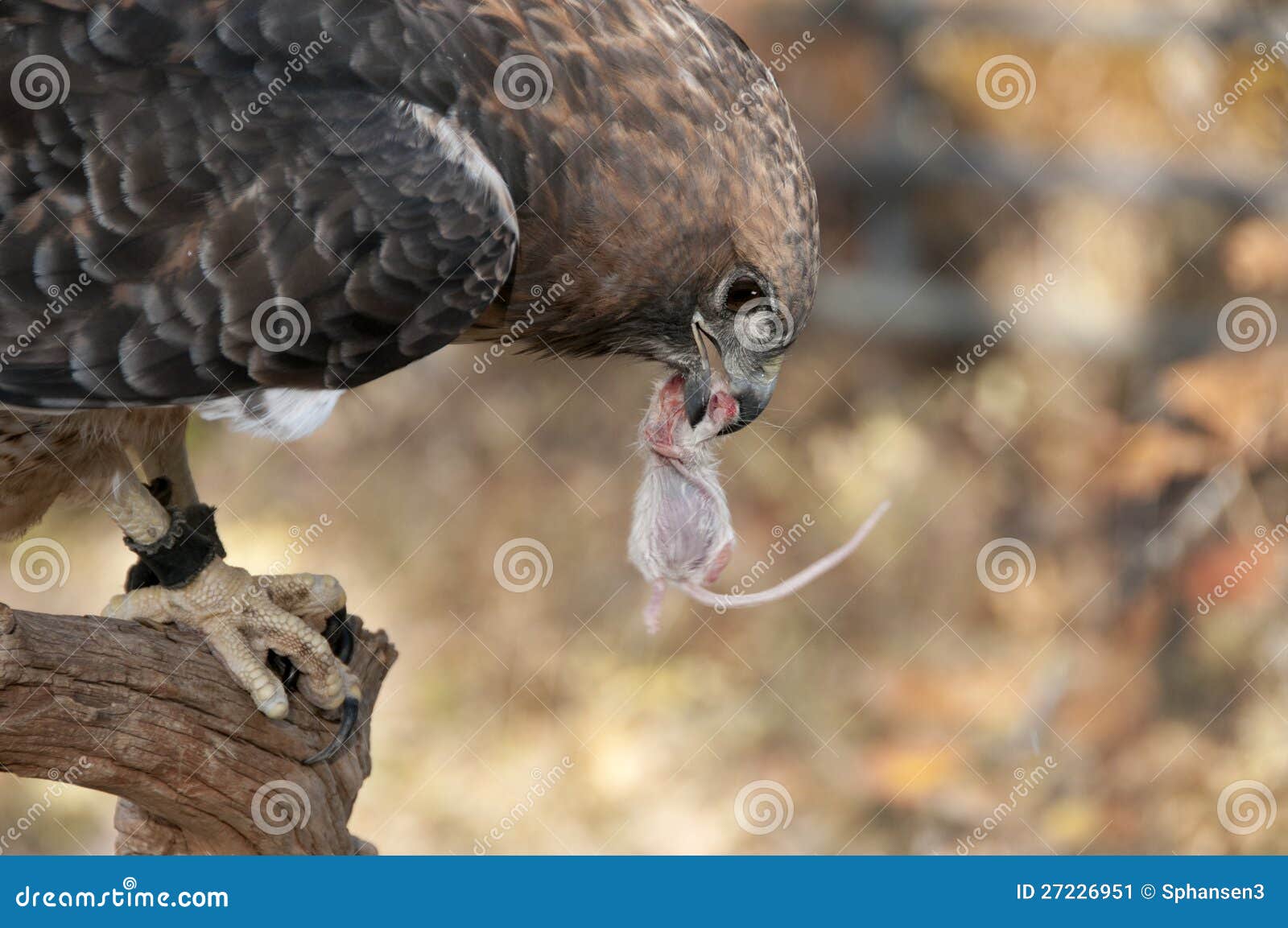 Red Tailed Hawk Eating Mouse