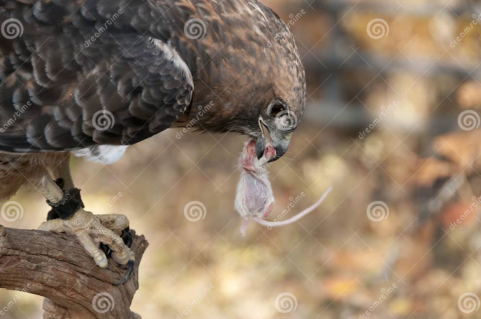 Red-tailed Hawk Grasping Mouse in Beak Stock Image - Image of raptor ...