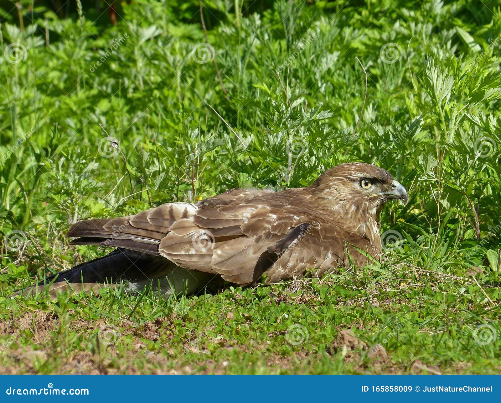 Red Tailed Hawk on Grass 2 stock image. Image of resting - 165858009