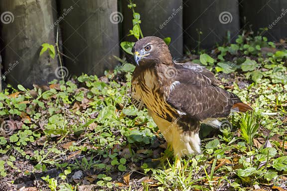 Red-tailed Hawk on Grass stock photo. Image of environment - 283463540