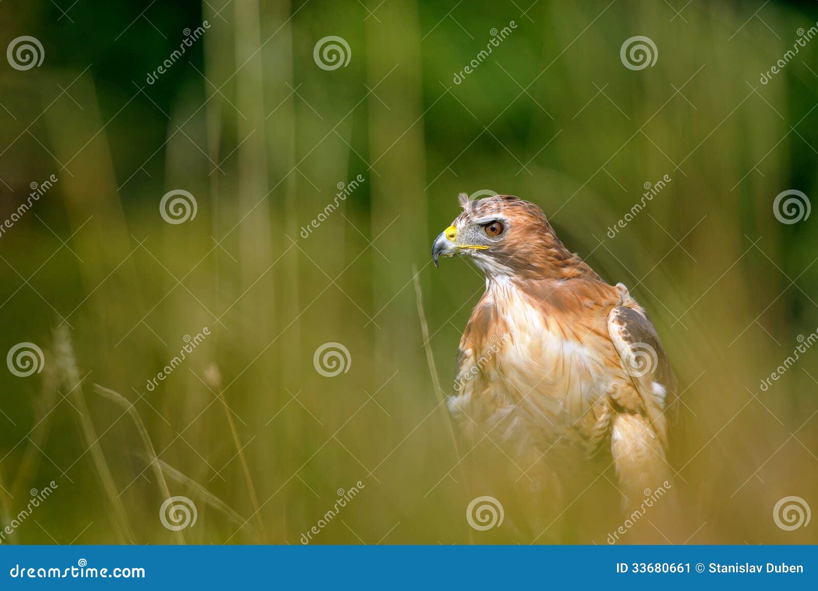 Red-tailed Hawk in the Grass Stock Image - Image of green, brown: 33680661