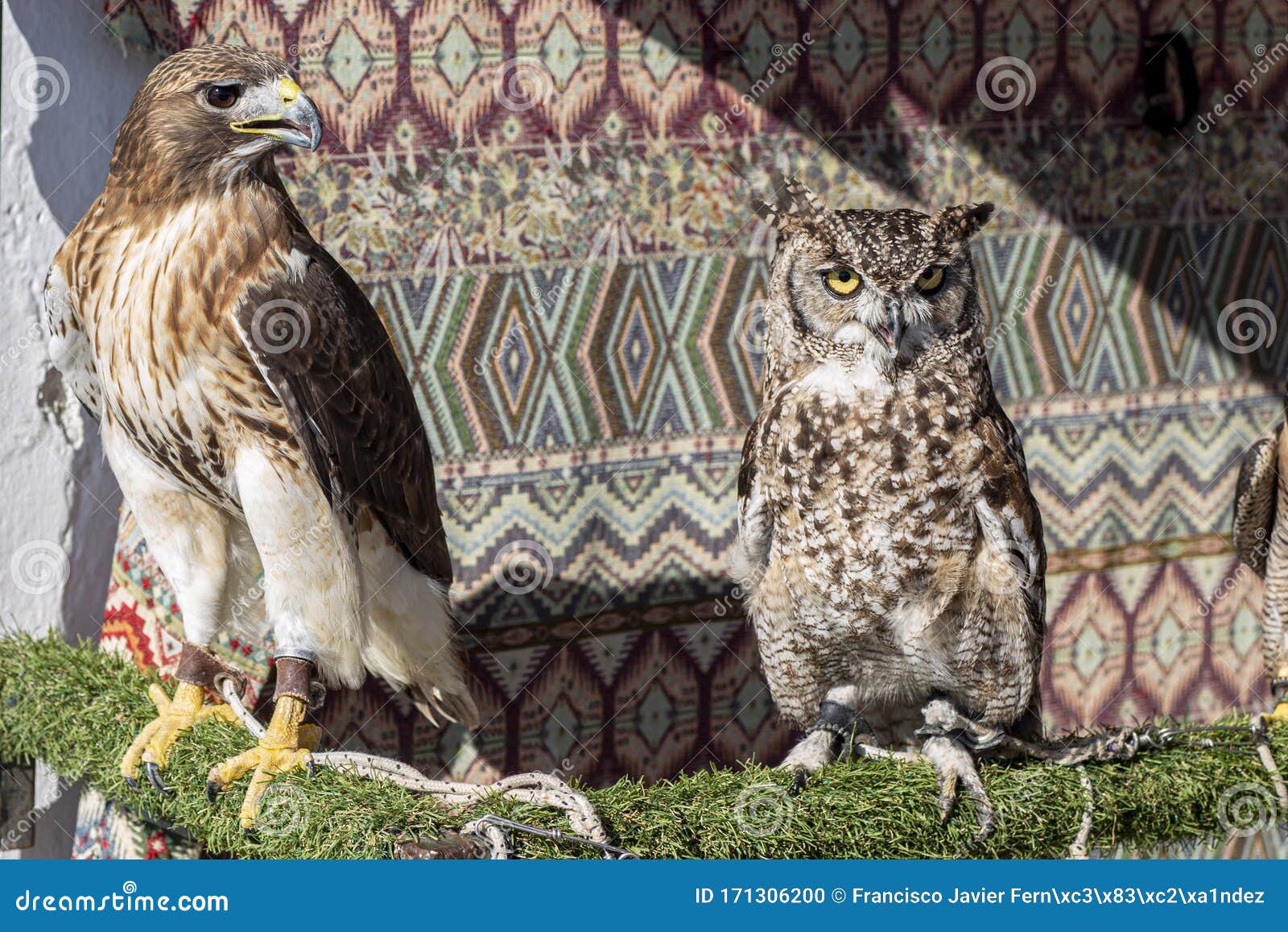 Red-tailed Hawk and Great Horned Owl Perched Stock Photo - Image of ...
