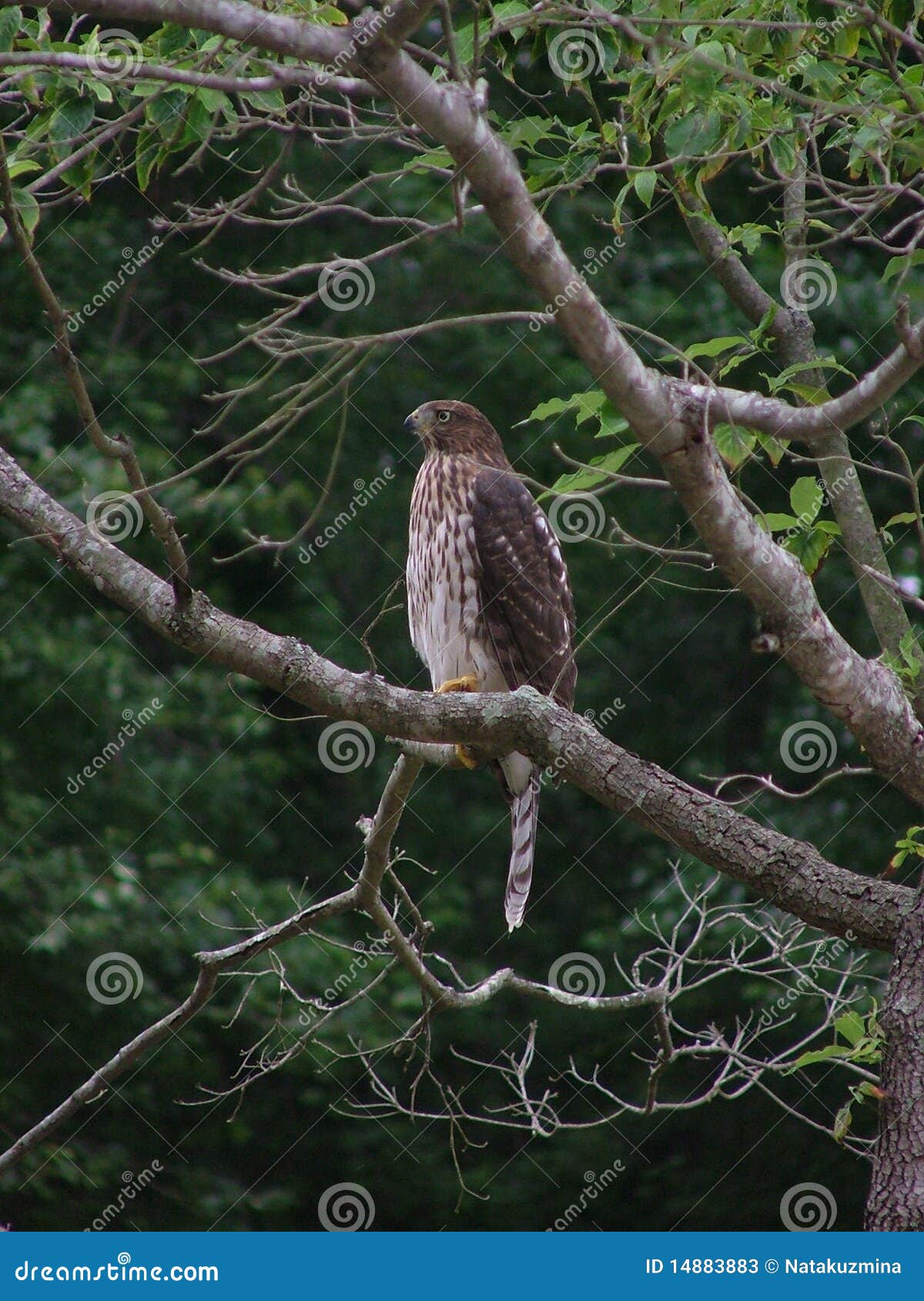 Red-tailed Hawk on green stock image. Image of chickenhawk - 14883883