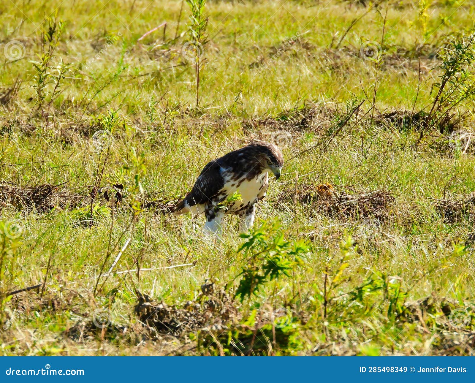 Red-Tailed Hawk on the Ground of a Prairie Stock Image - Image of maple ...