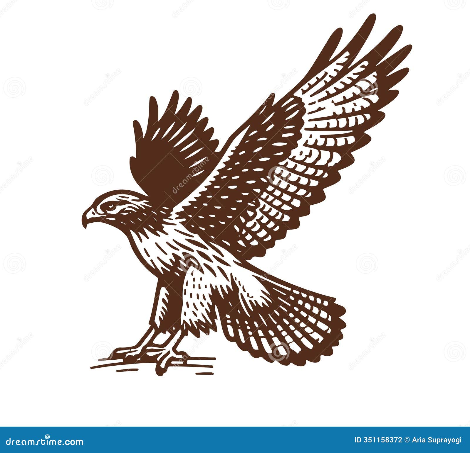 Red-tailed Hawk Hand Drawn Vector Illustration Stock Illustration ...