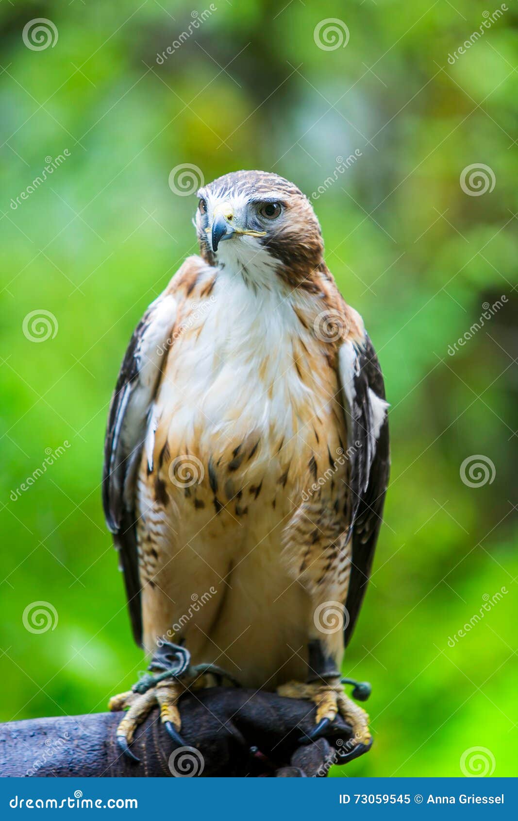 Red Tailed Hawk on Hand of Falconer Stock Image - Image of raptor, claw ...