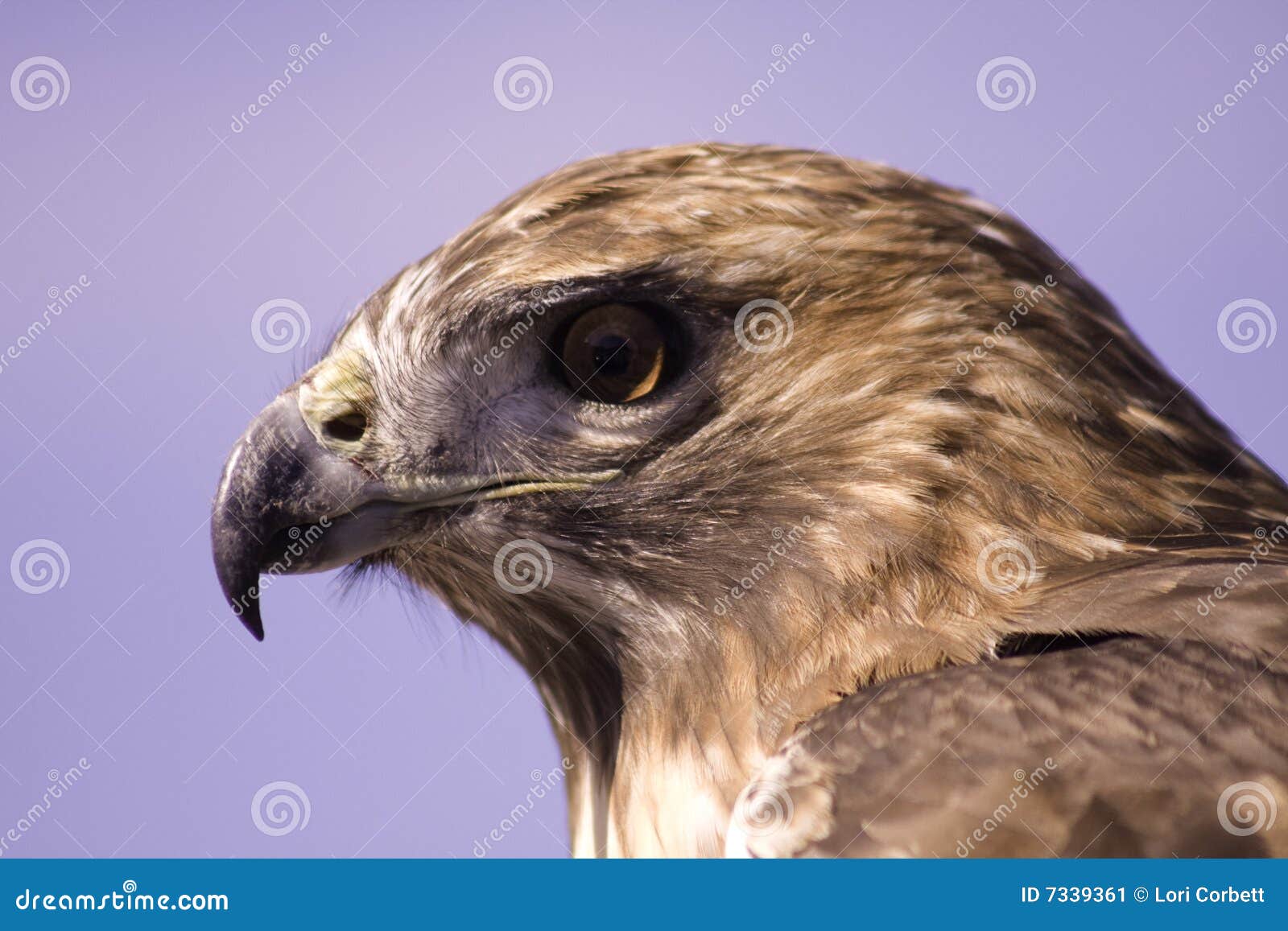 Red Tailed Hawk Head stock image. Image of alert, competition - 7339361