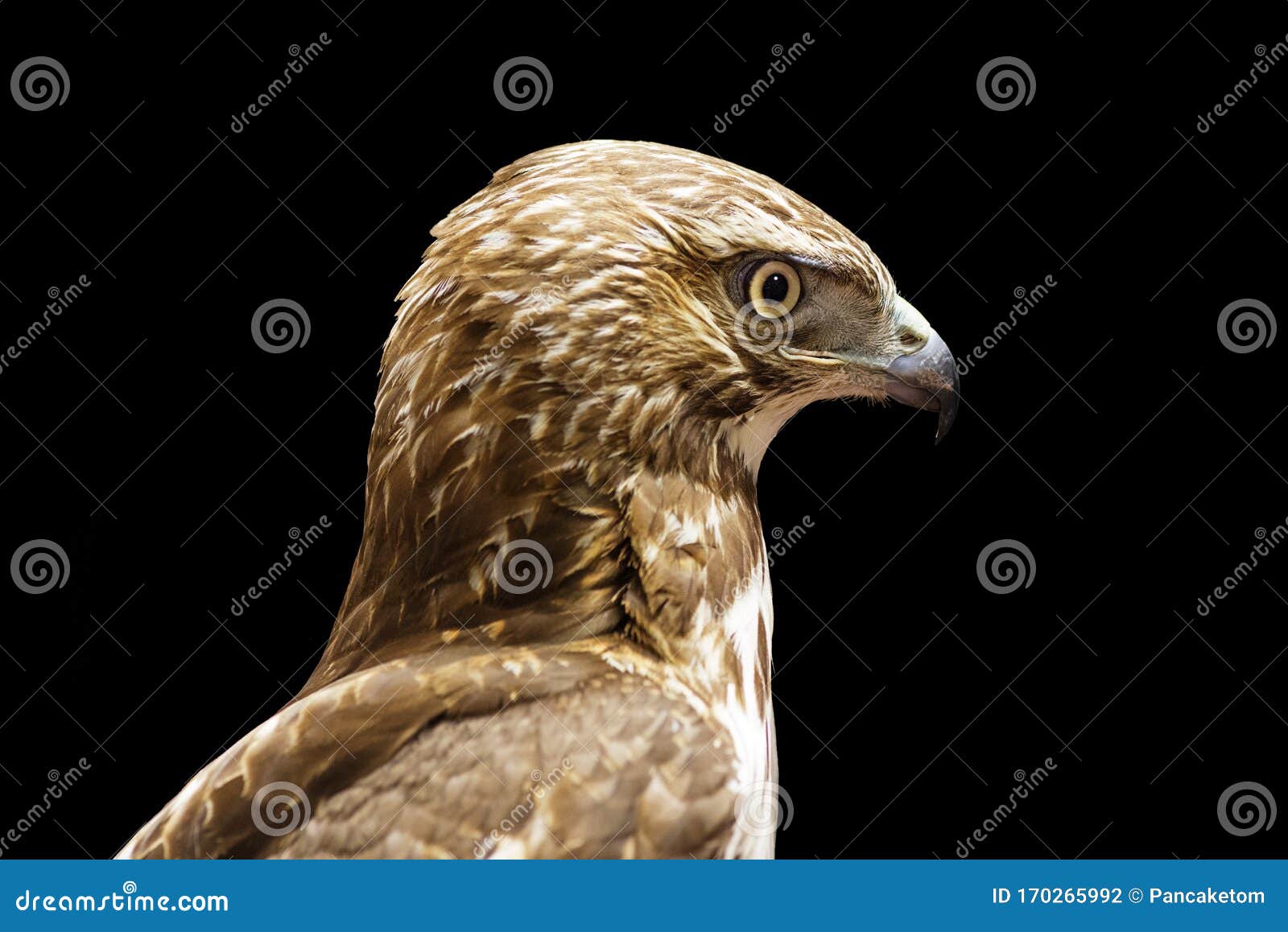 Red Tailed Hawk Head stock photo. Image of chickenhawk - 170265992