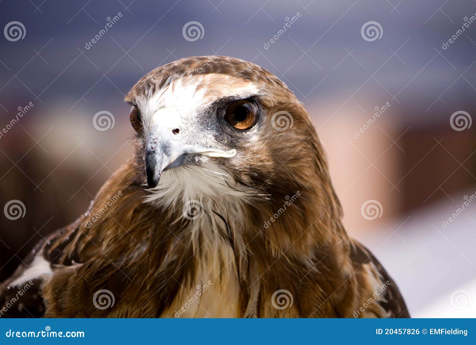 Red Tailed Hawk Head Shot stock photo. Image of predator - 20457826