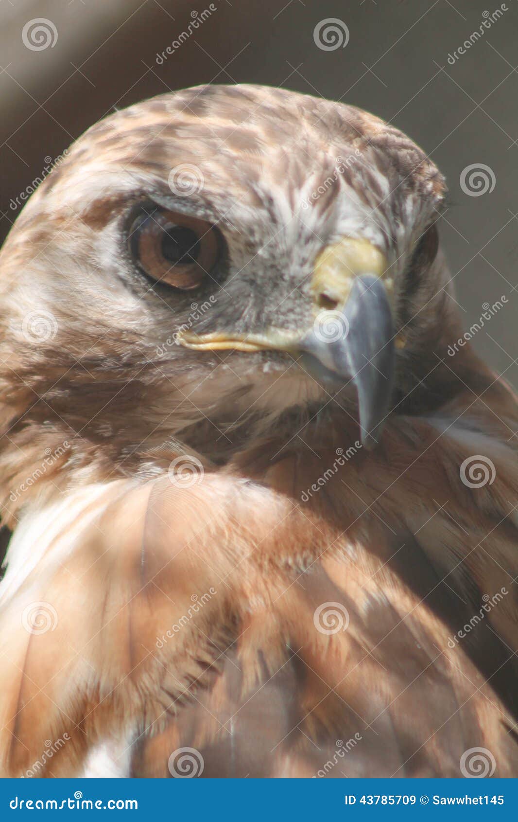 Red-tailed Hawk stock image. Image of brown, prey, tailed - 43785709