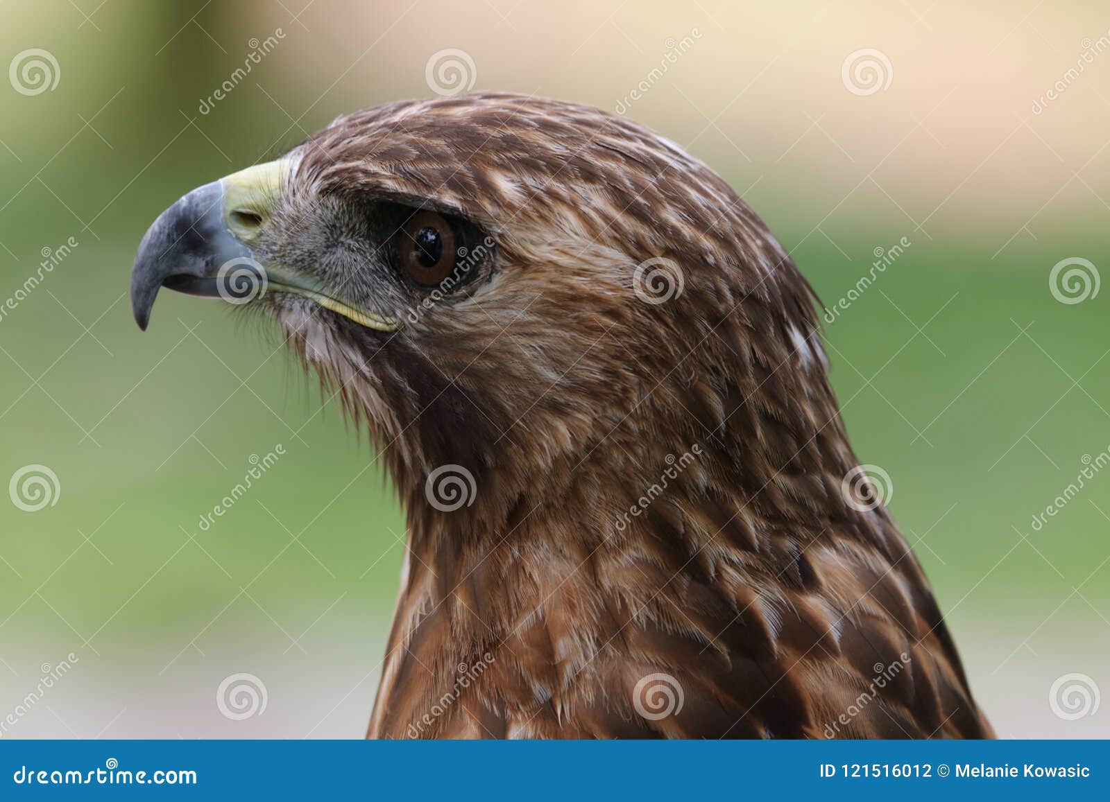 Red tailed Hawk stock photo. Image of plant, tailed - 121516012