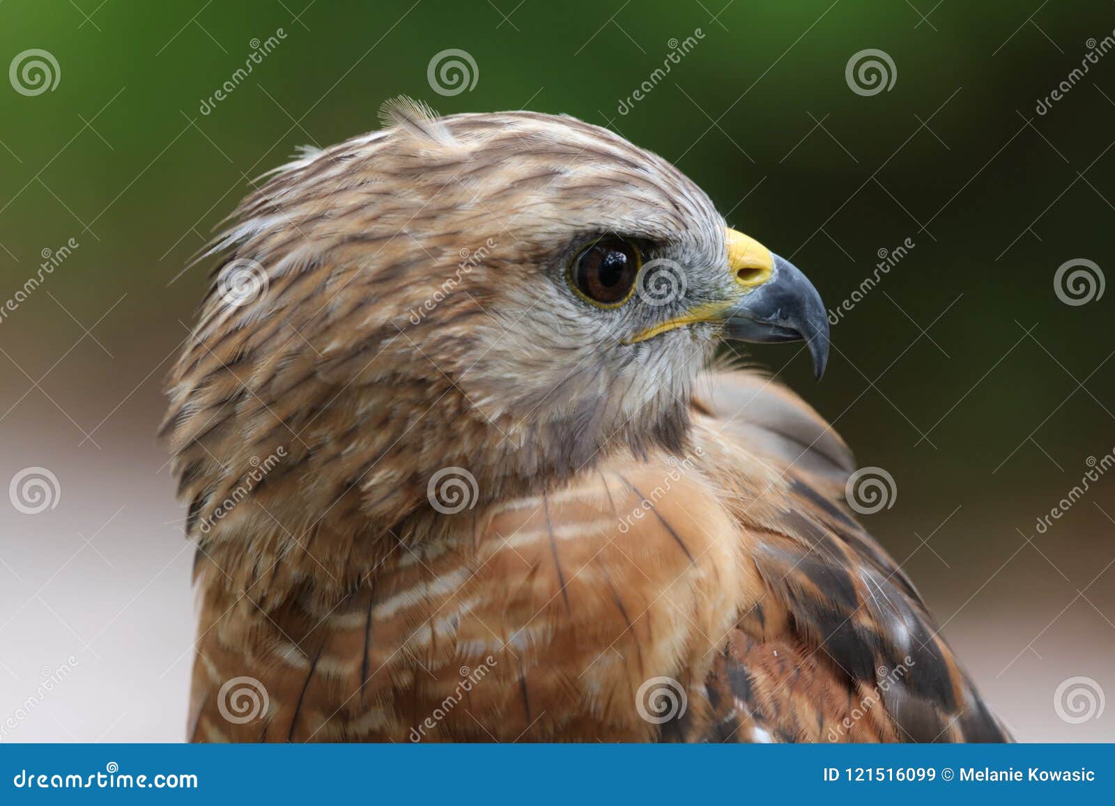 Red tailed Hawk stock image. Image of bird, white, nature - 121516099