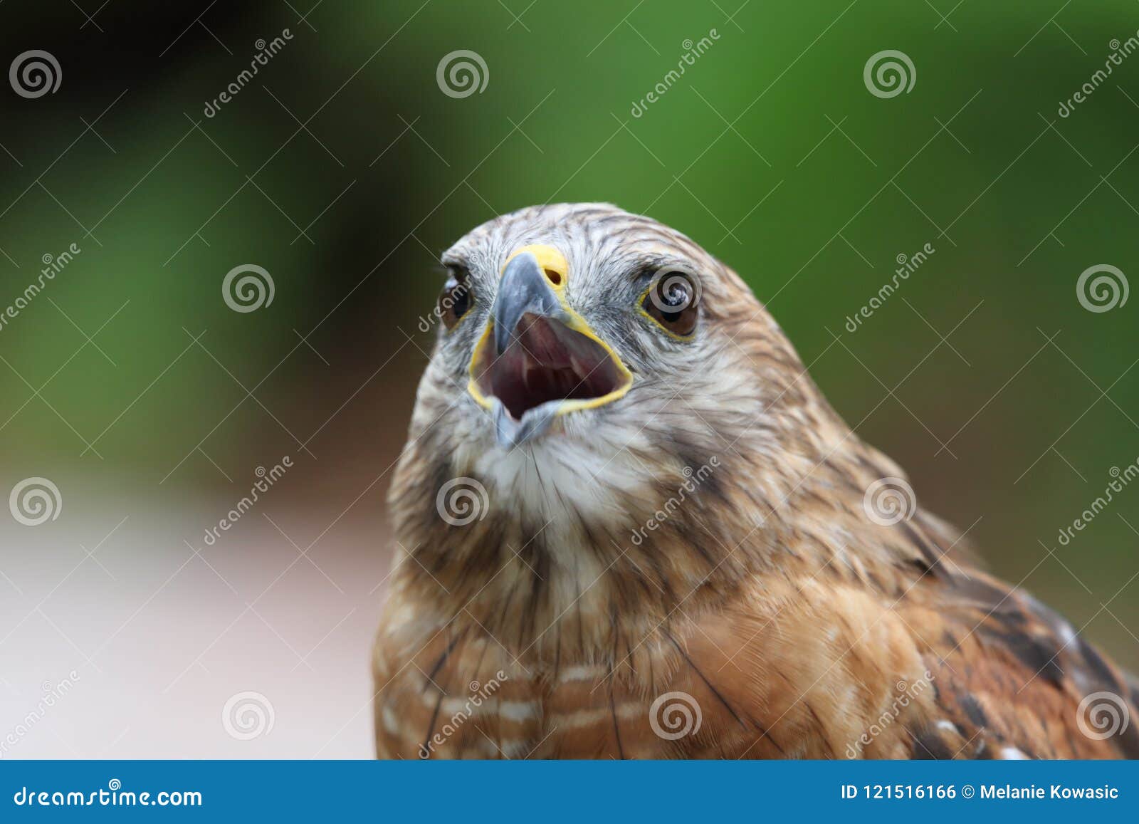 Red tailed Hawk stock photo. Image of falcon, jamaicensis - 121516166