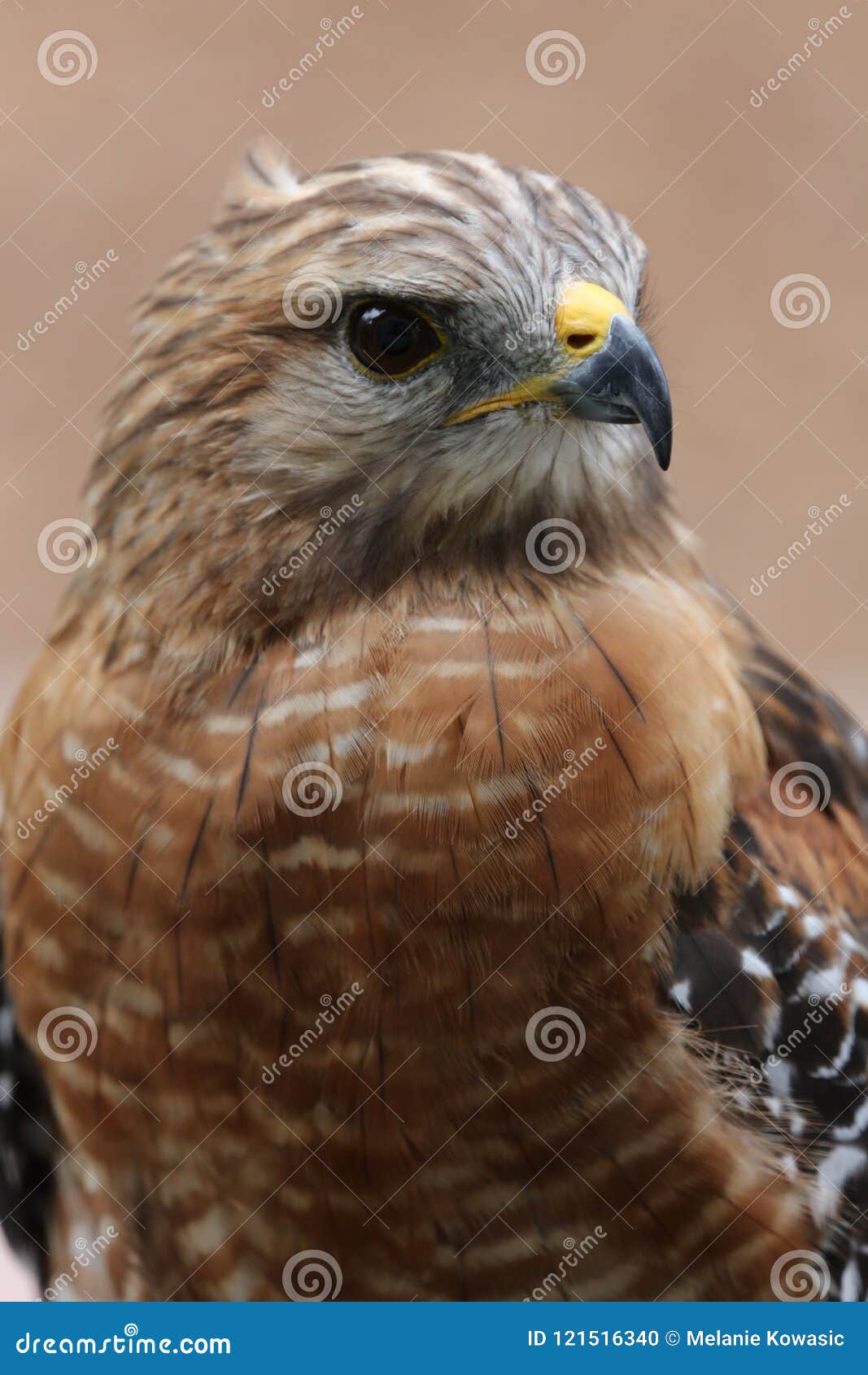Red tailed Hawk stock photo. Image of hawk, florida - 121516340