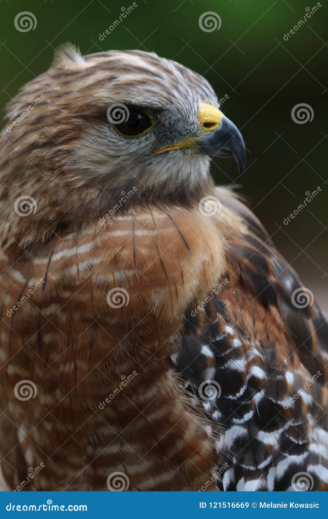 Red tailed Hawk stock image. Image of bird, portrait - 121516669