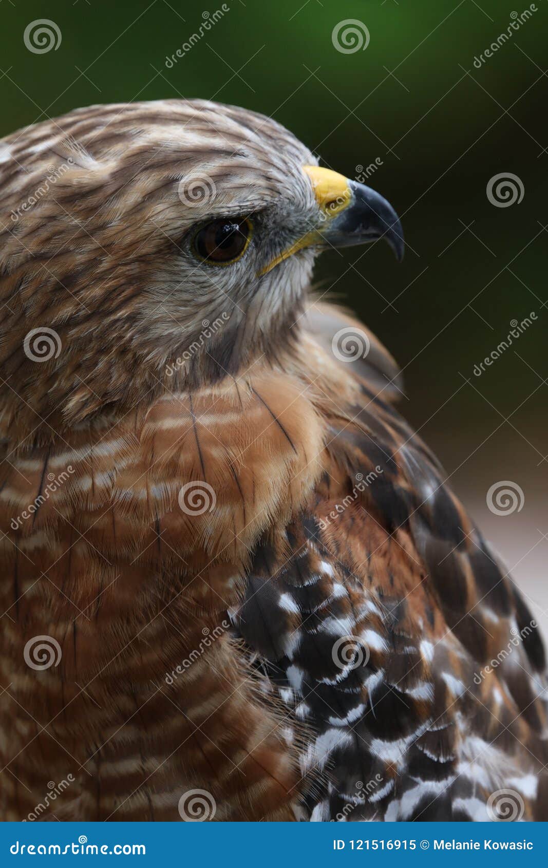 Red tailed Hawk stock image. Image of chickenhawk, garden - 121516915