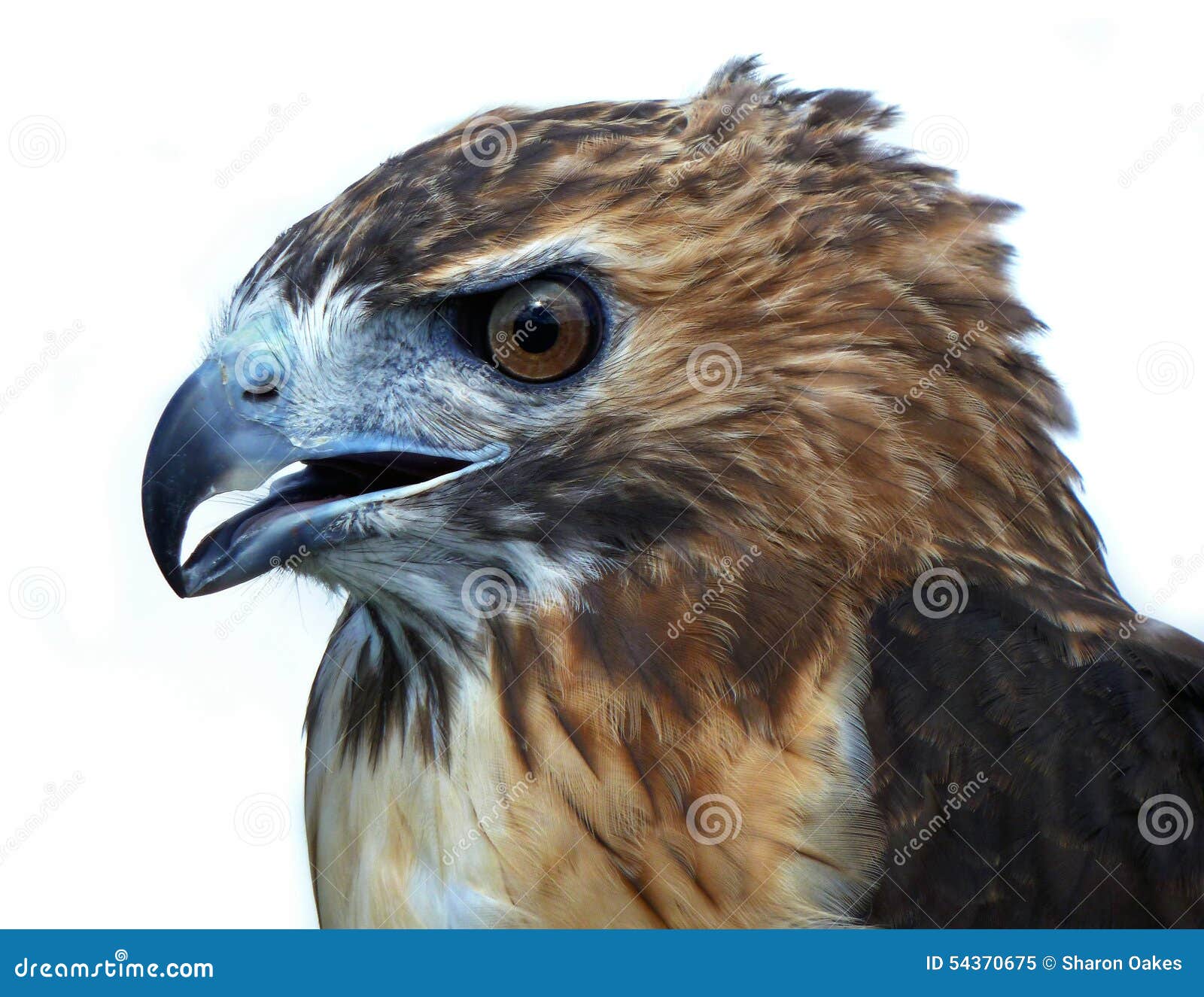 23,050 Hawk Beak Photos - Free & Royalty-Free Stock Photos from Dreamstime