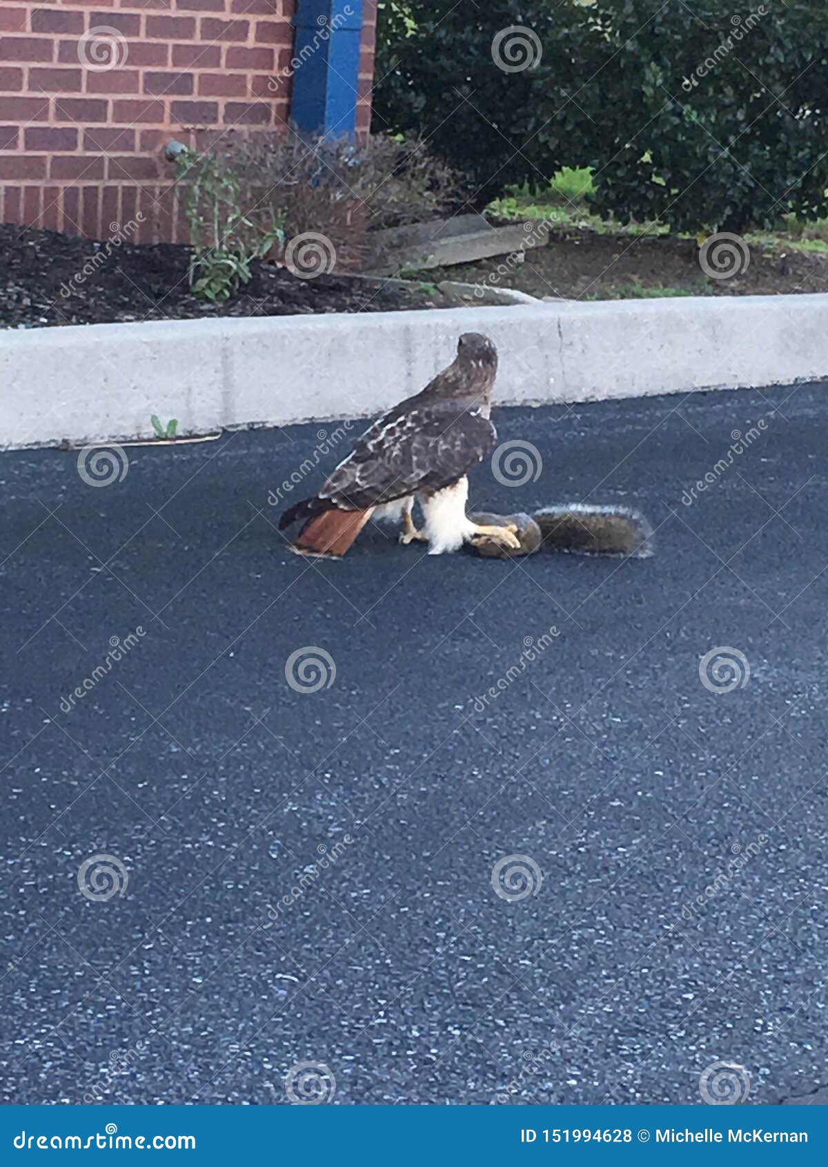 Red Tailed Hawk and His Dinner Stock Photo - Image of tailed, dinner ...