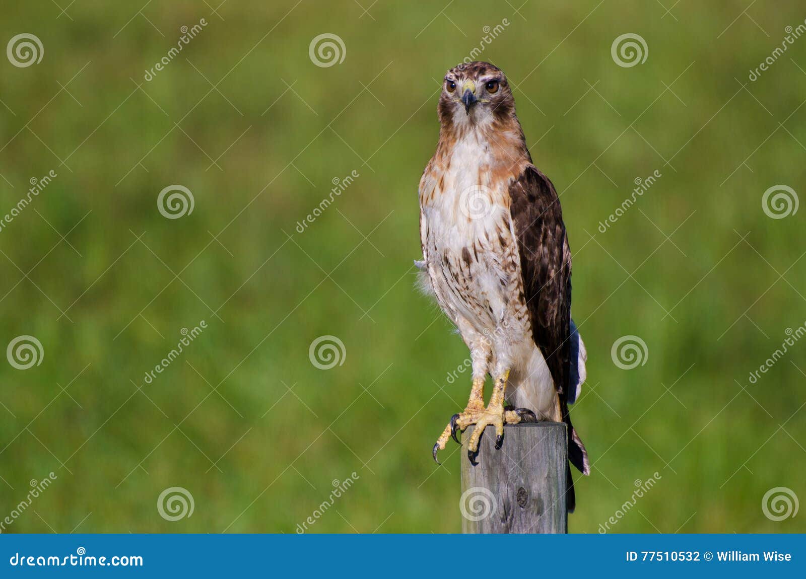Red-tailed Hawk on the Hunt Stock Photo - Image of heron, environment ...
