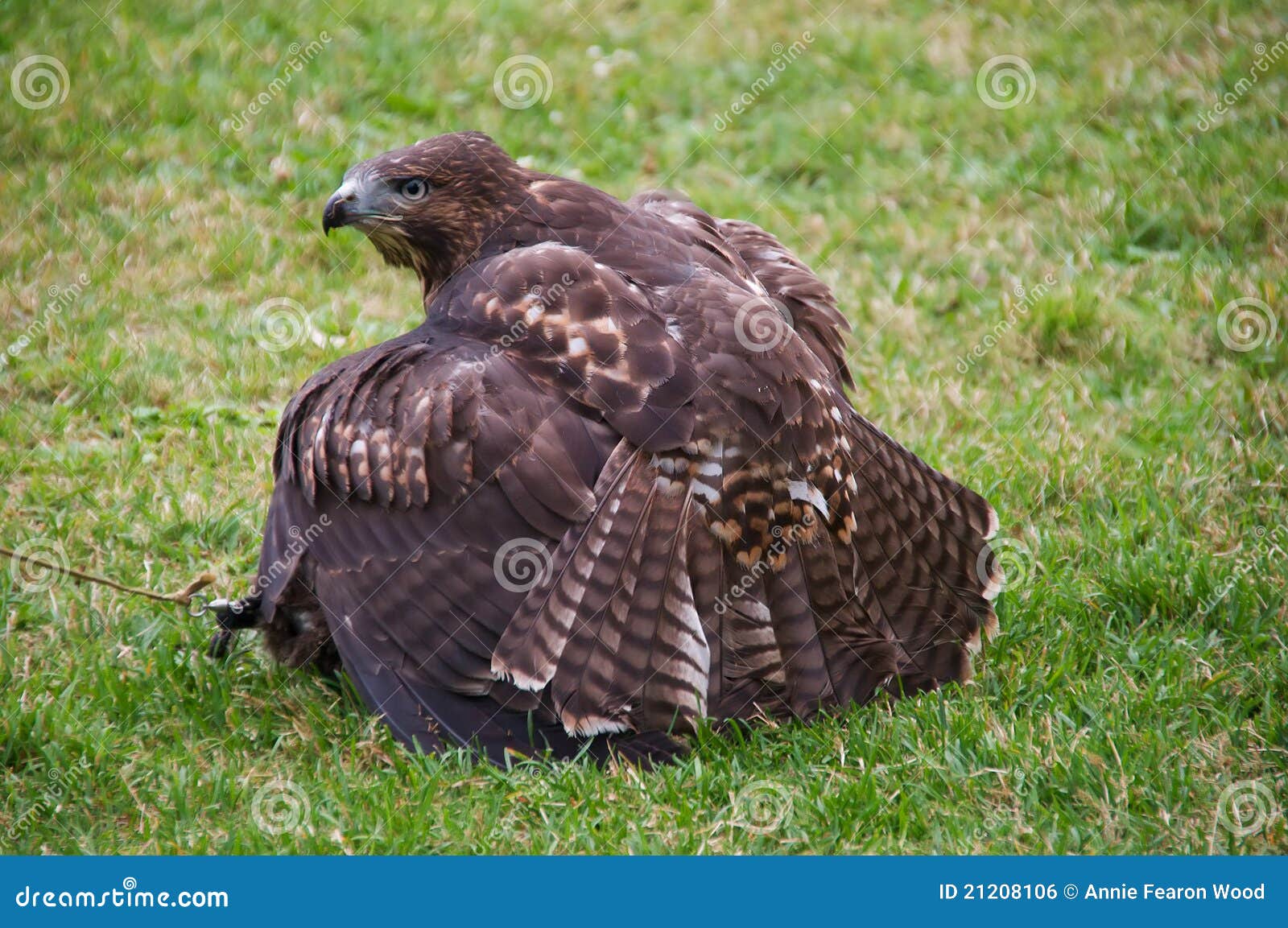 Red-tailed Hawk Hunting Rabbit Stock Photo - Image of plumage, juvenile ...