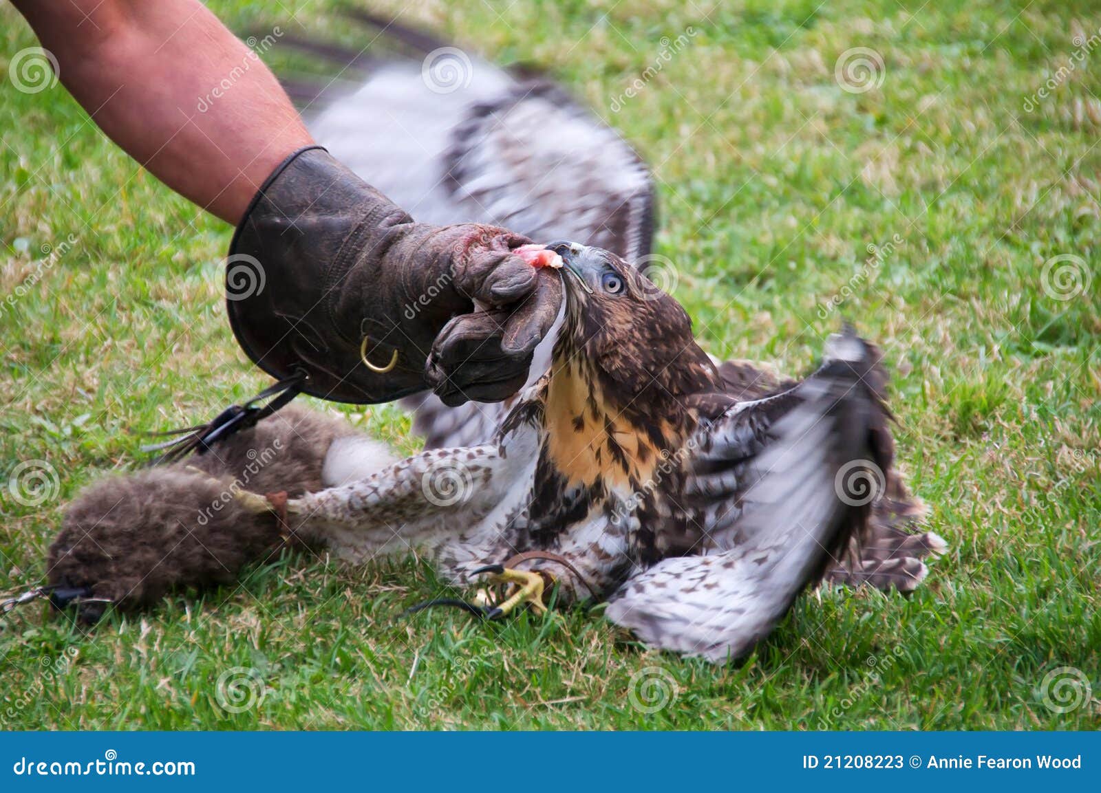 Hawk Eating Rabbit
