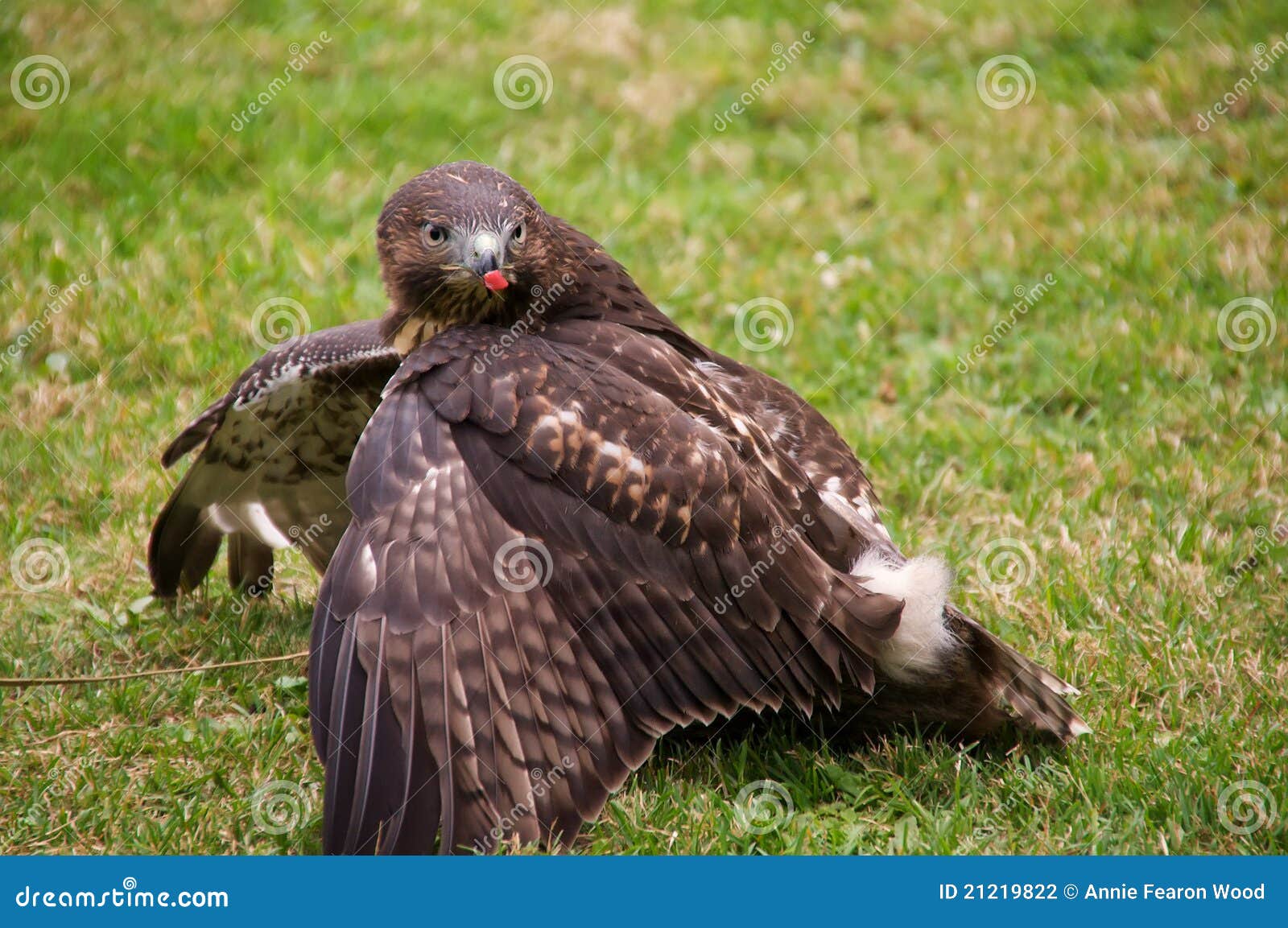 Hawk Eating Rabbit