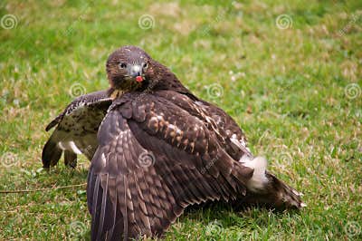 Red-tailed Hawk Hunting Rabbit Stock Photo - Image of animal, mammal ...