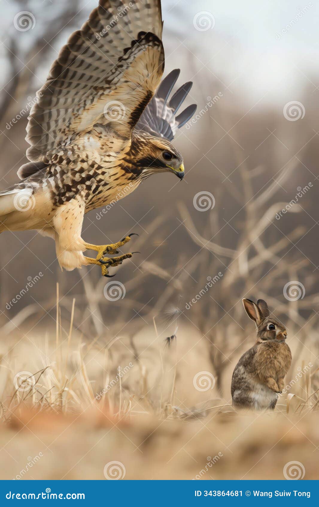 Red-tailed Hawk Hunting a Rabbit in a Field Stock Image - Image of ...