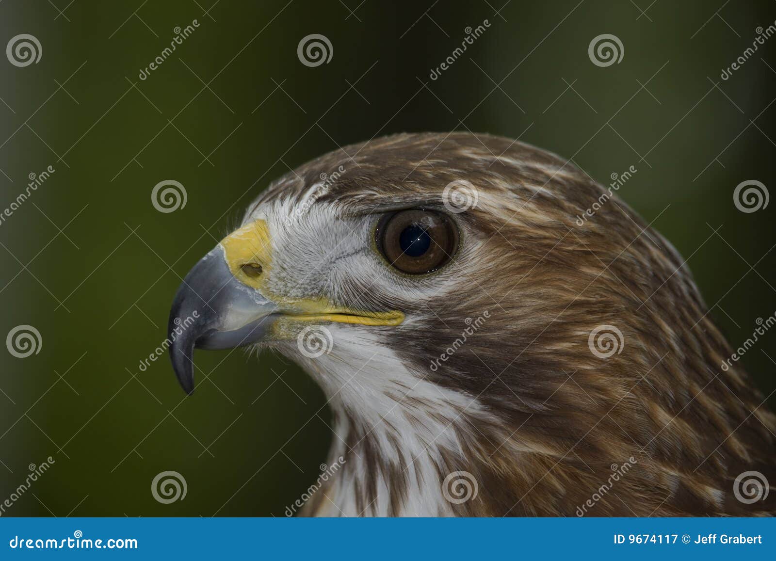 Red tailed Hawk II stock image. Image of beak, eyes, tail - 9674117