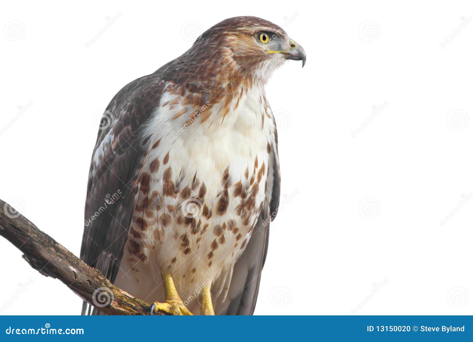 Red-tailed Hawk Isolated stock photo. Image of avian - 13150020
