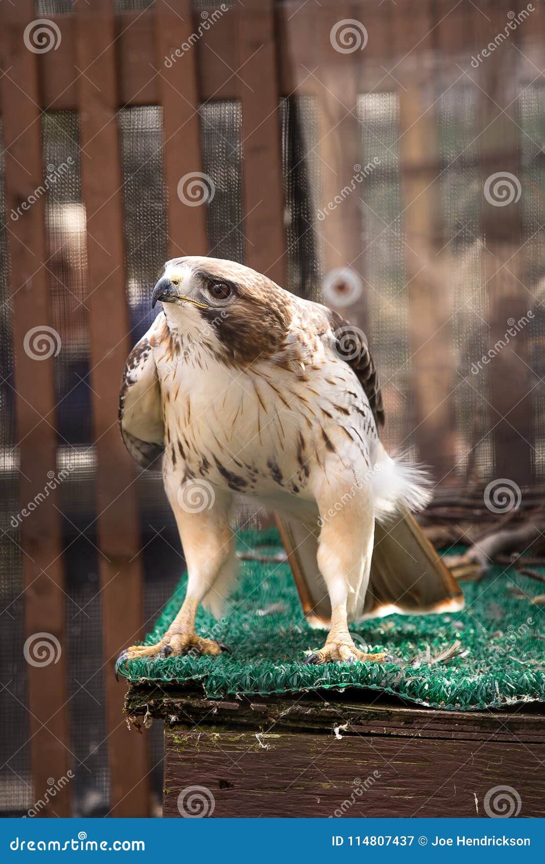 A Red-tailed Hawk in Its Cage at the Zoo. Stock Image - Image of close ...