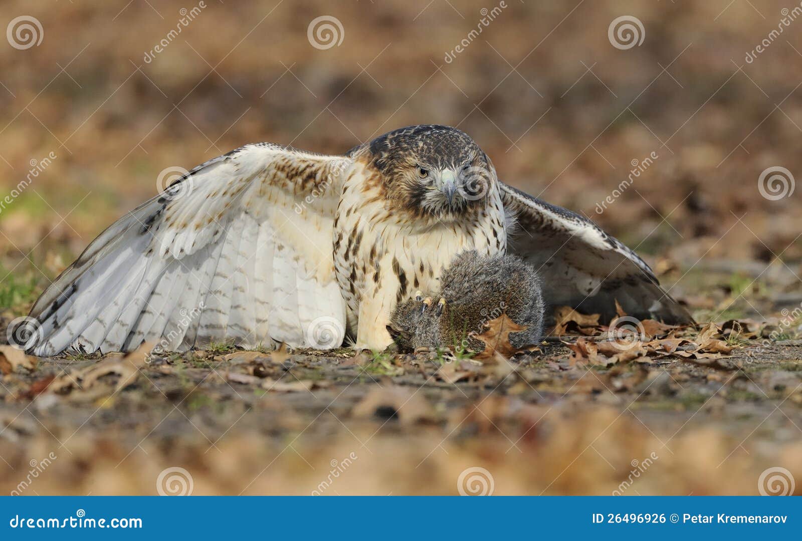 Red-tailed Hawk Just Has Caught a Squirrel Stock Photo - Image of pray ...