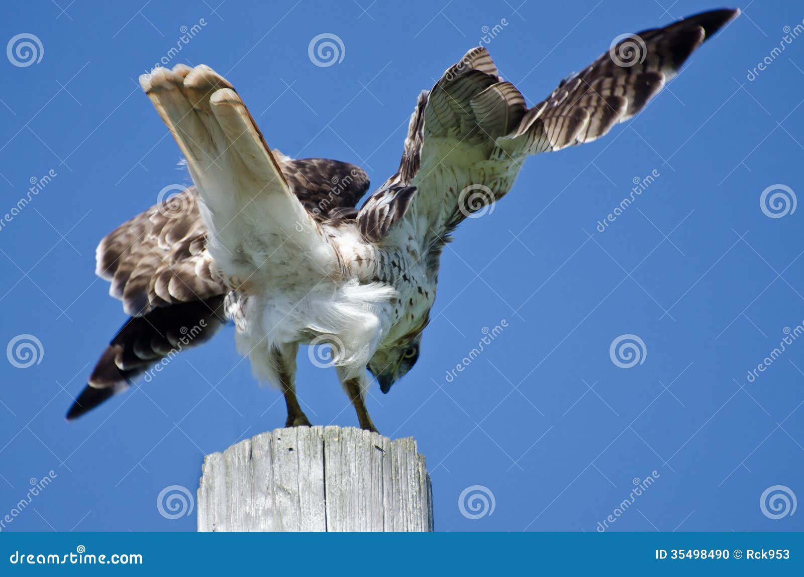 Red-Tailed Hawk Landing on a Pole Stock Photo - Image of wildlife ...