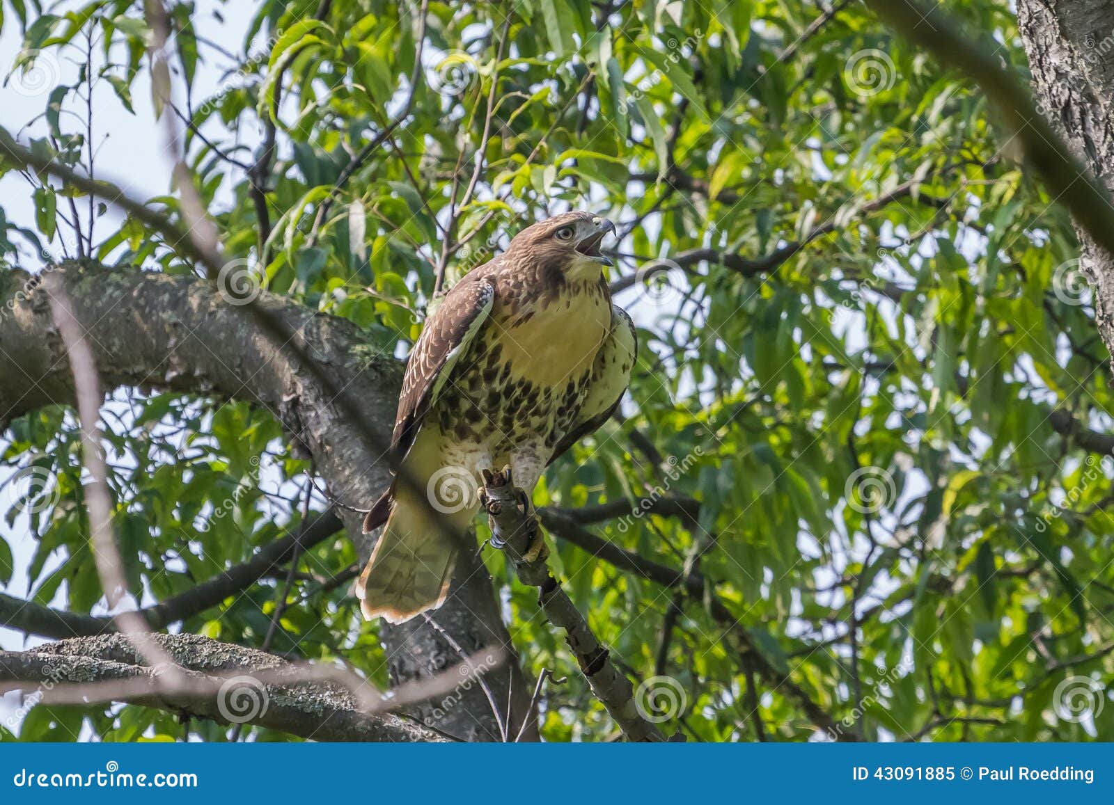 Red-tailed Hawk stock image. Image of wildlife, screech - 43091885