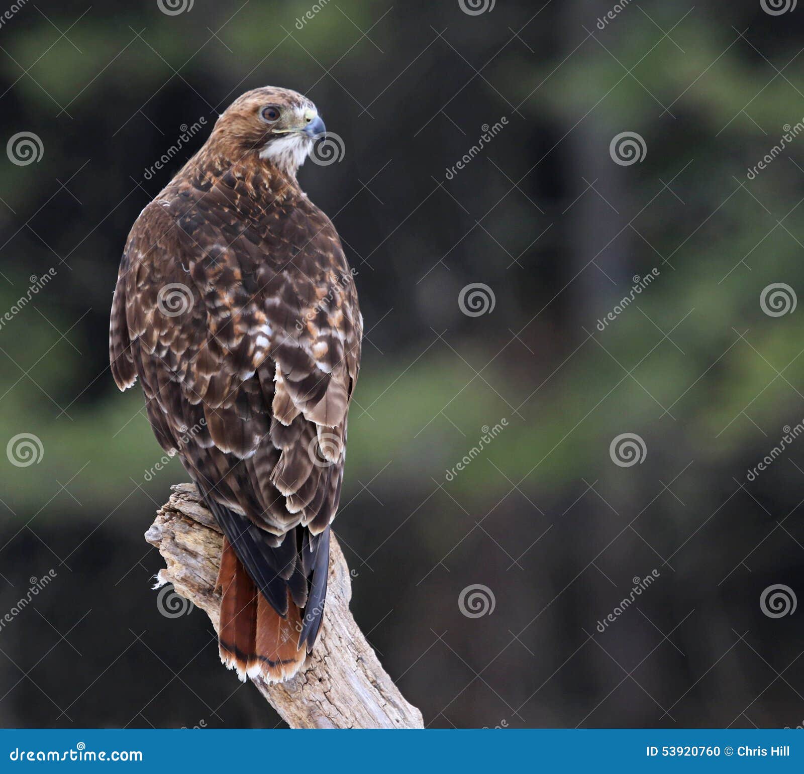 Red-tailed Hawk Looking Back Stock Photo - Image of profile, nature ...