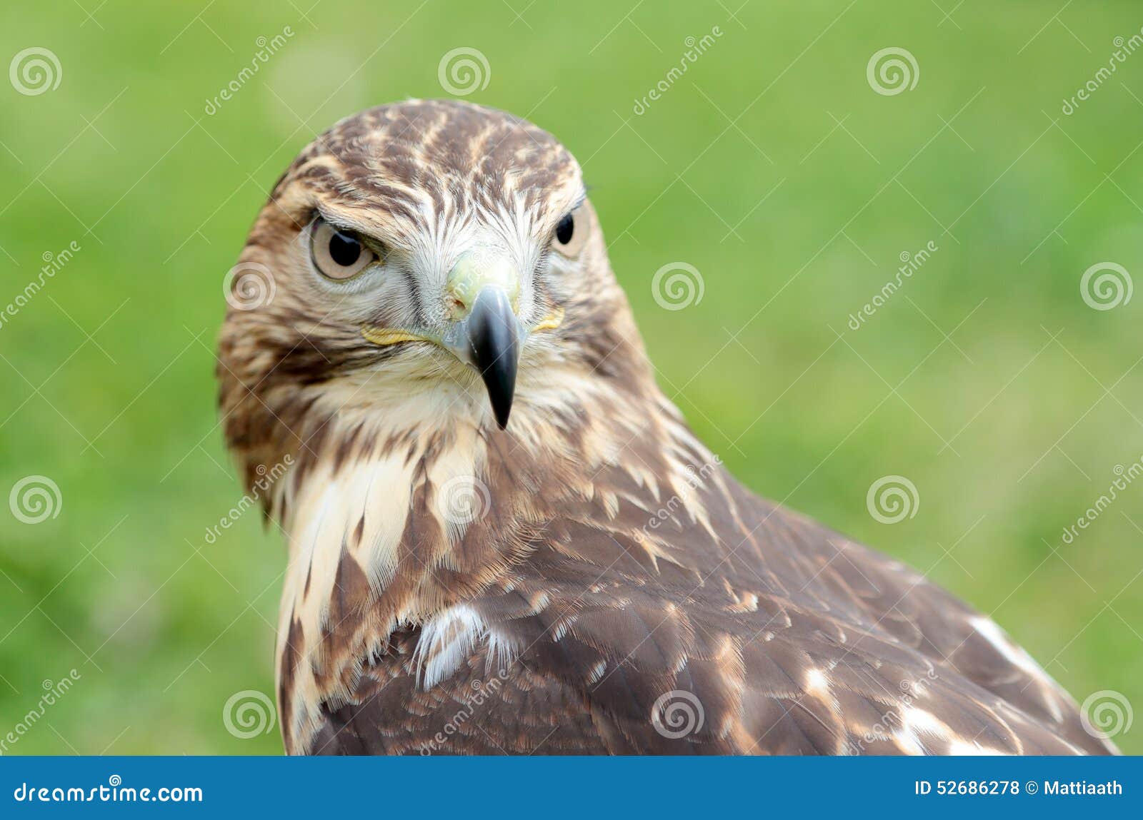 Red-tailed Hawk Looking at Camera Stock Photo - Image of bird, face ...