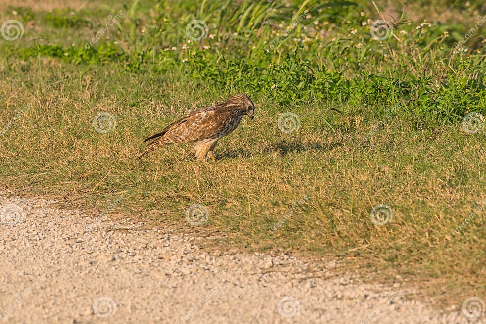 Red Tailed Hawk Looking Down in the Grass Stock Photo - Image of ...