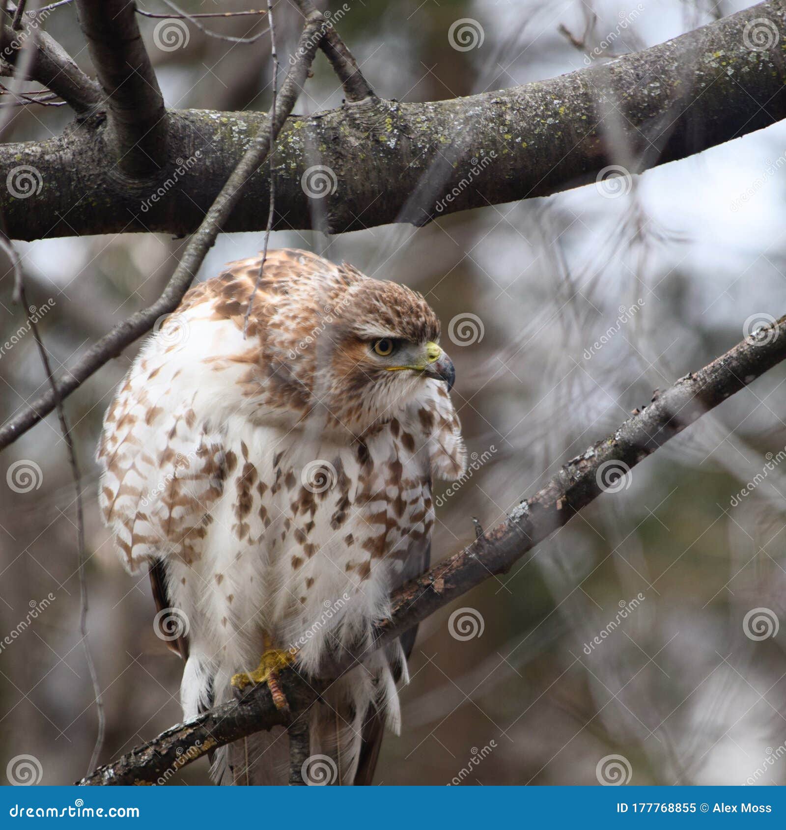 Red Tailed Hawk Looking for Prey Stock Image - Image of beak, sparrow ...