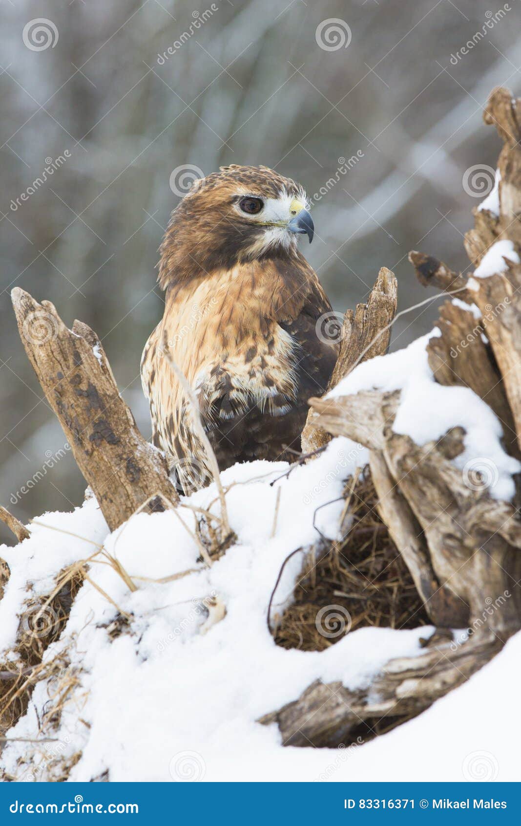 Red Tailed Hawk Looking To His Side Stock Image - Image of mountains ...