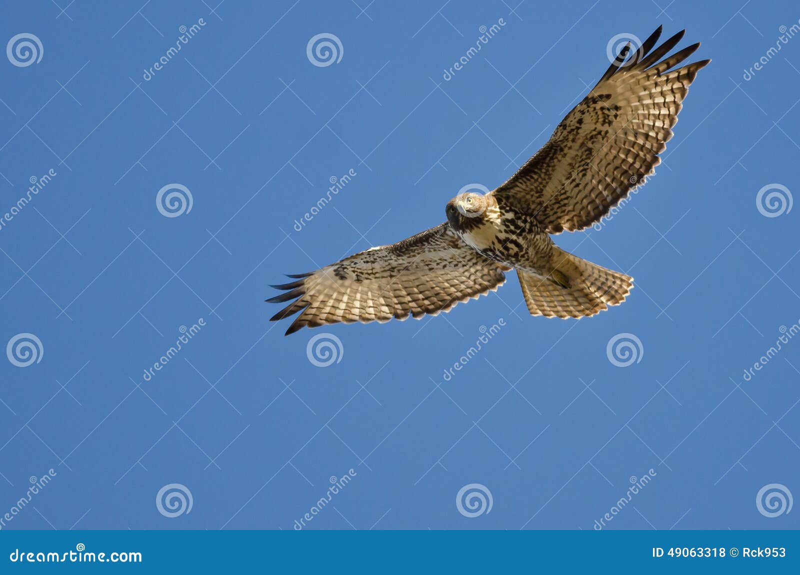 Red-Tailed Hawk Making Eye Contact As it Flys Stock Photo - Image of ...