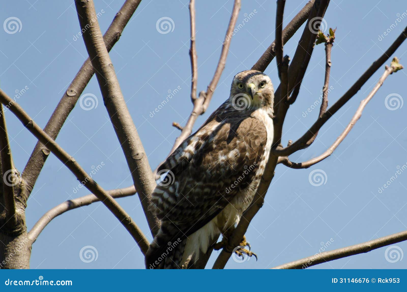 Red-Tailed Hawk Making Eye Contact Stock Photo - Image of bird, tail ...