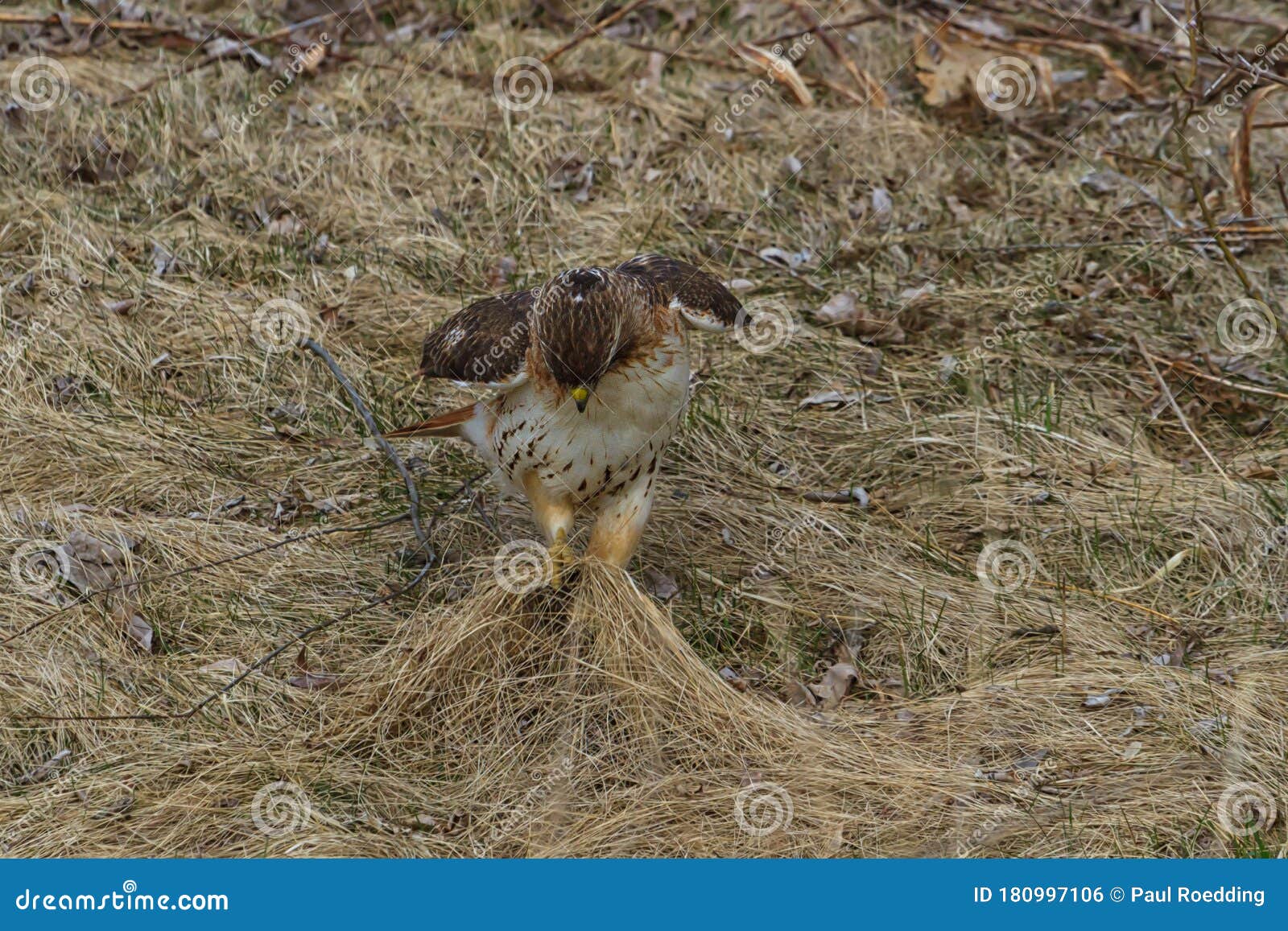 Red-tailed Hawk with a Mouse in Its Talons Stock Photo - Image of hawk ...
