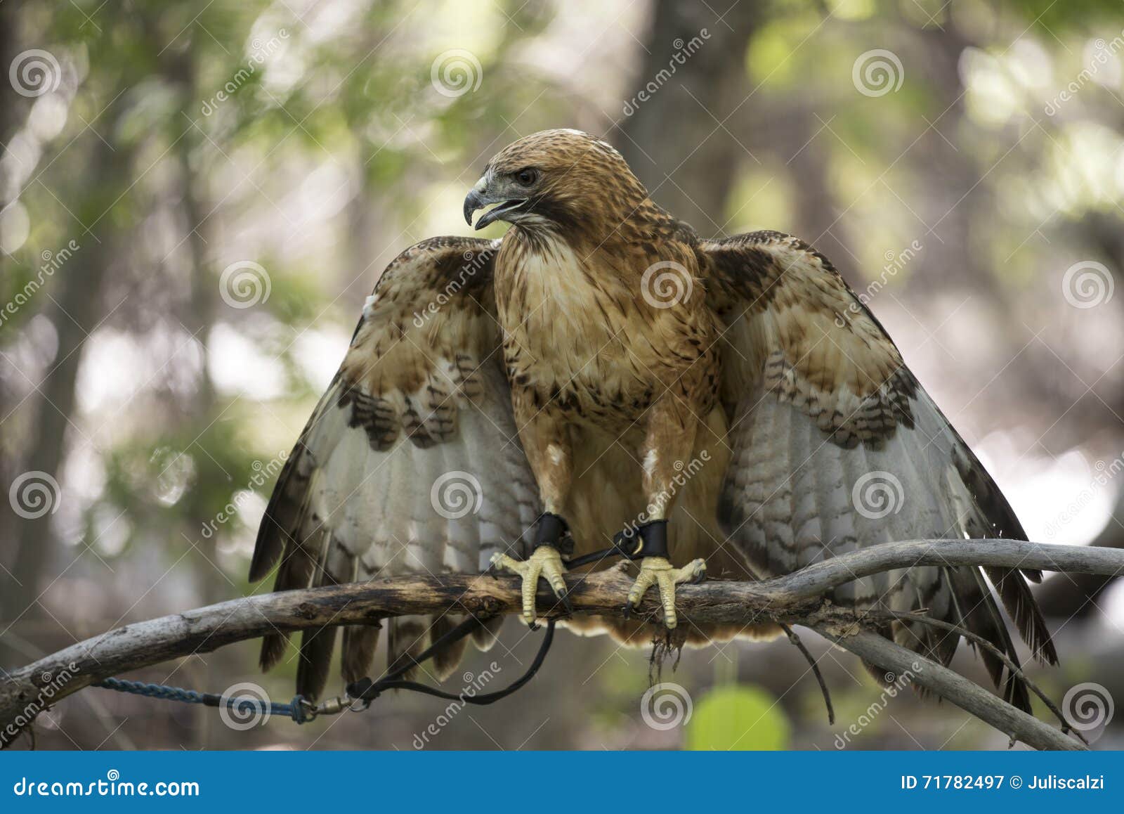Red-tailed hawk stock image. Image of plumage, bird, chickenhawk - 71782497