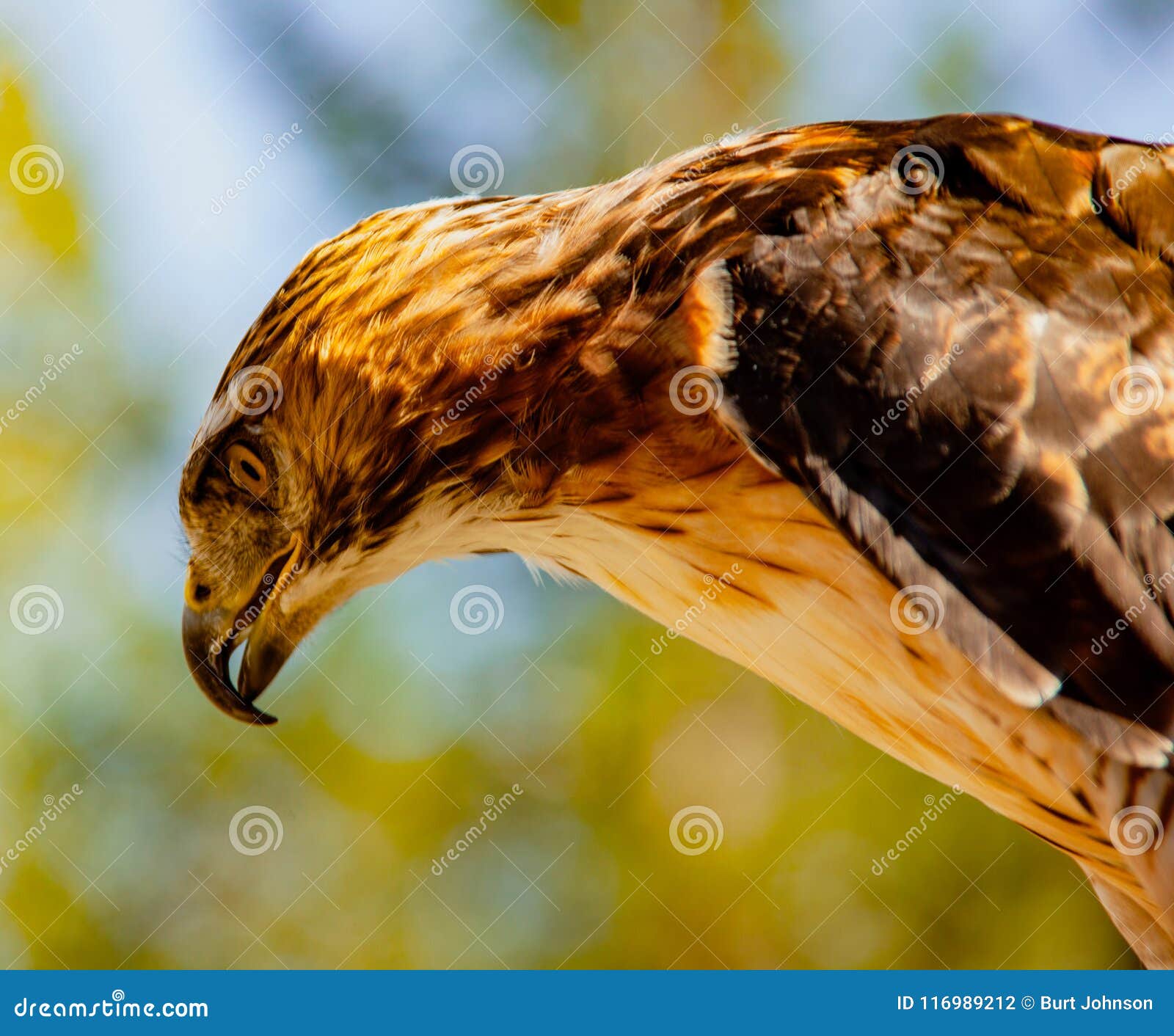 Red-Tailed Hawk Peering Down at Prey Stock Photo - Image of closeup ...
