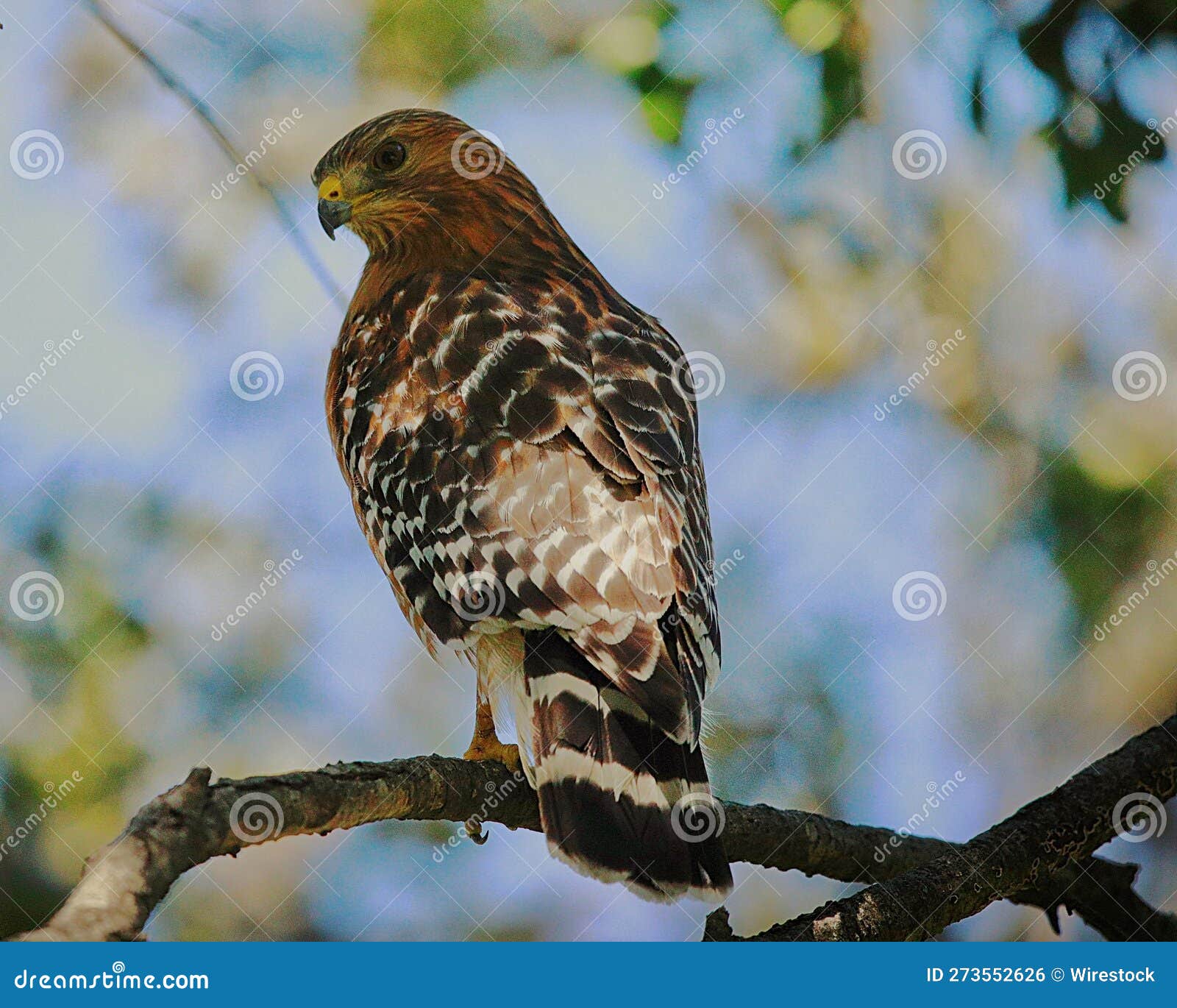 Red-tailed Hawk Perched Atop a Tree Branch. Stock Photo - Image of view ...