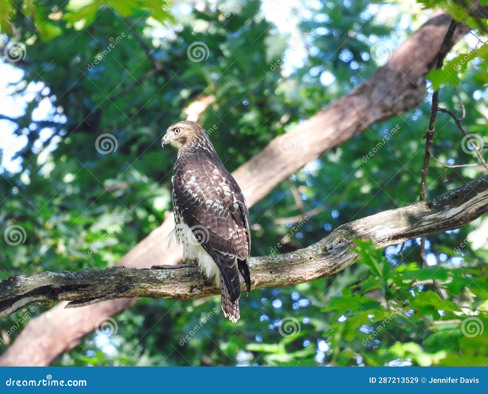 Red-Tailed Hawk Perched on a Bare Tree Branch Stock Image - Image of ...