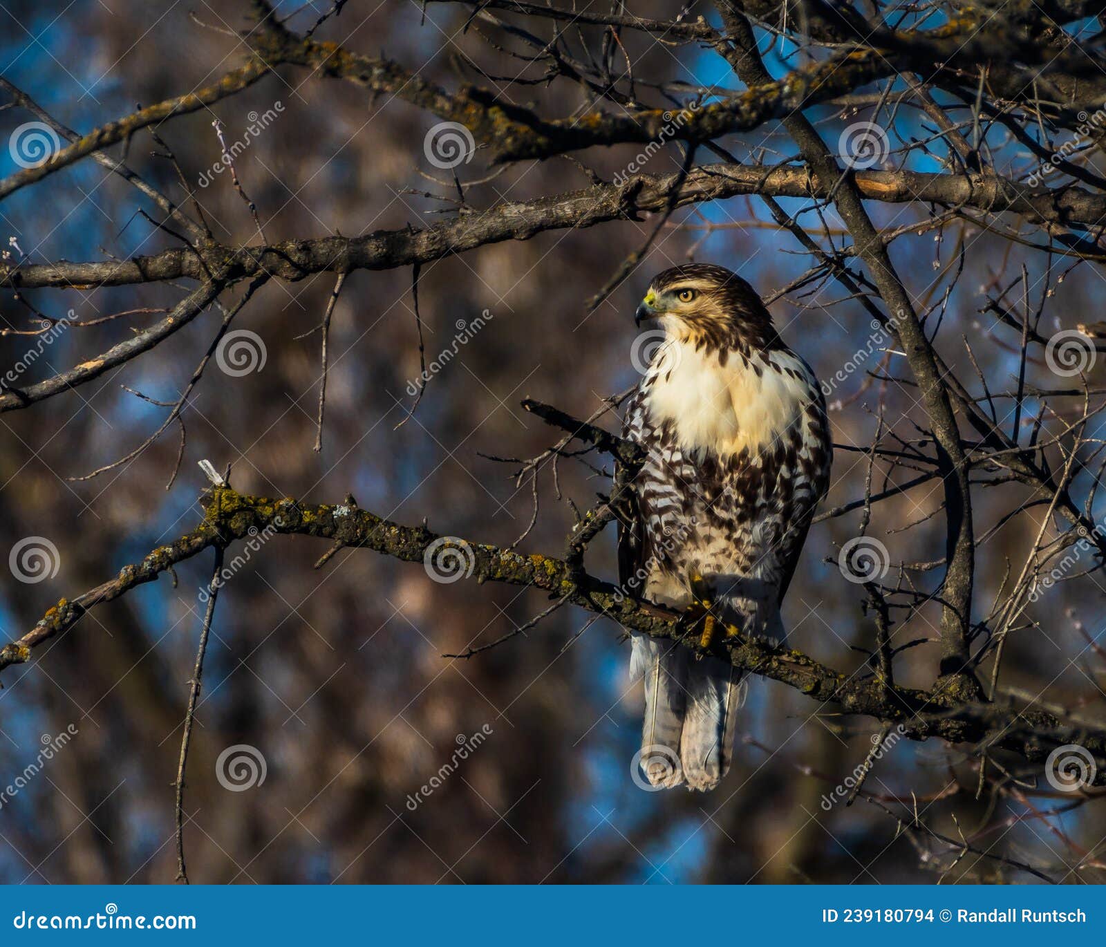 Perched Red-tailed Hawk stock photo. Image of wildlife - 239180794