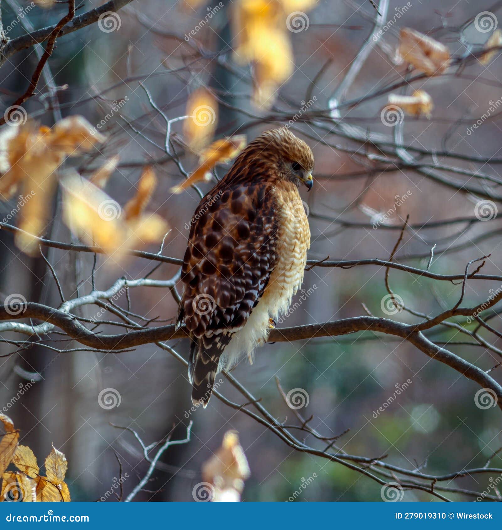 Red-tailed Hawk Perched on a Branch of a Tree Stock Photo - Image of ...