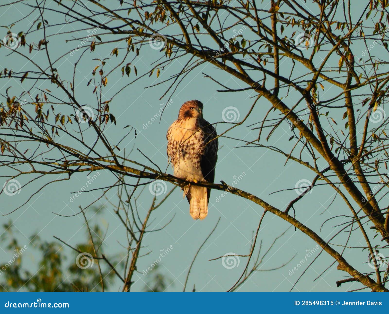 Red-Tailed Hawk Perched on the Dead Part of the Tree among Fall Foliage ...